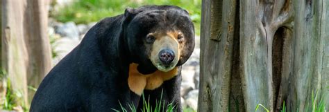 Borneo Wildlife Adventure Odyssey World