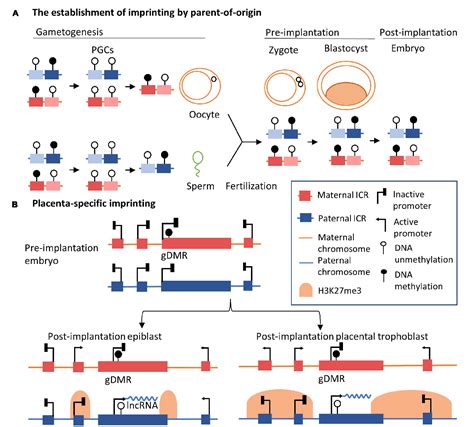 Figure 1 From The Role Of Long Non Coding Rnas In Human Imprinting Disorders Prospective