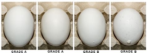 Market Eggs Exterior Egg Grading National 4 H Poultry And Egg