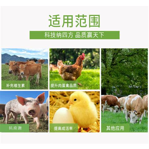 好吸收的黄金多维畜禽宠物饲料添加剂补充复合维生素液体电解多维 阿里巴巴 好吸收的黄金多维畜禽宠物饲料添加剂补充复合维生素液体电解多维 阿里巴巴