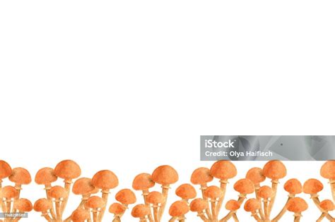 수채화 가을 버섯 원활한 테두리입니다 계절 장식 카드 디자인을위한 흰색 배경에 고립 된 꿀 곰팡이가있는 손으로 그린 식물 템플릿