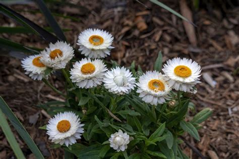 Flowers Of An Australian Native Paper Daisy Bracteantha Mohave White