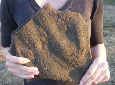 Fossilized Algae Fossil ID The Fossil Forum