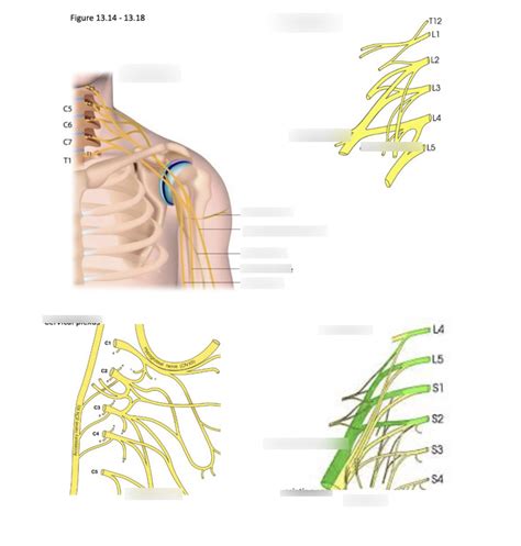 Spinal Plexus Branches And Muscle Innervations Diagram Quizlet