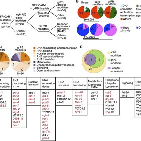 Overview And Summary Of Rnai Screens A Schematic Overview Of Screen