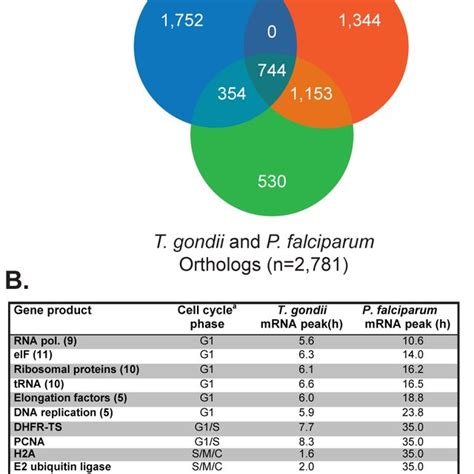 Identifying Conserved Apicomplexa Cell Division Cycling Cdc Genes Of