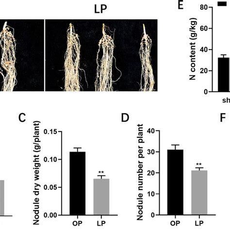 Analysis Of Soybean Nodulation Under P Sufficient And P Deficient