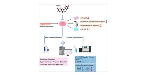 Fisetin Alleviates D Galactose Induced Senescence In C2c12 Myoblasts