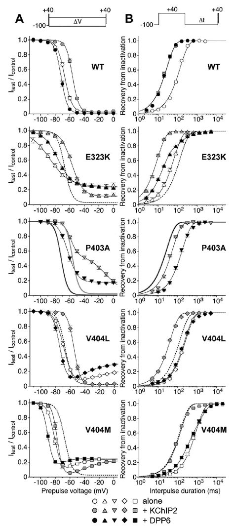 Voltage Dependence Of Steady State Inactivation And Recovery Kinetics Download Scientific