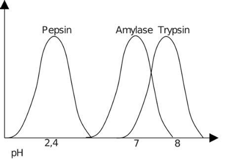 Biol Introduction To Enzymes Biology Enzyme