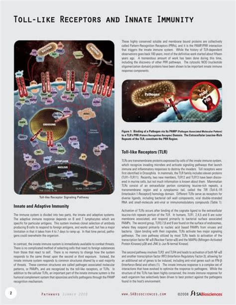Pathogen Associated Molecular Patterns Pamps 2024 Notespptx