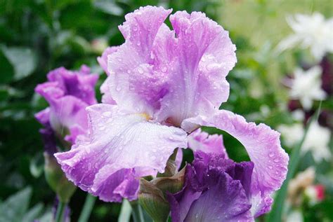 Growing Bearded Iris 6 Things To Consider Bulb Blog