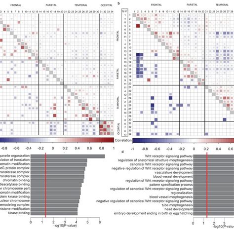 Genetic And Phenotypic Correlations Between Cortical Regions A