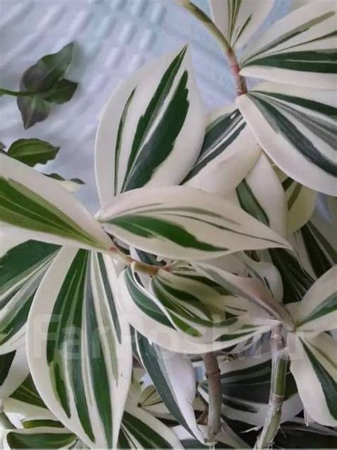 Костус Арабикус вариегатный, в наличии. Цена: 650₽ во Владивостоке