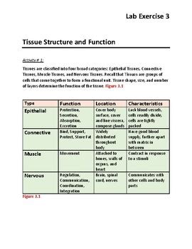 A P I Lab Exercise Tissue Structure And Function Babe Version