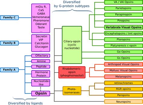 G Protein Coupled Receptors