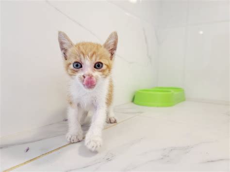 뱅갈고양이 도베르만분양 미니말티즈 스핑크스고양이분양 장모치와와 빠삐용 스핑크스고양이 브리티시숏헤어분양 강아지무료분양 고양이무료분양 도그마루 보호소 유기견 강아지입양