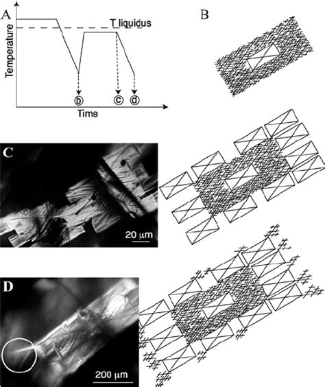 Experimental Tests Of The Model A Schematic Illustration Of The Download Scientific Diagram
