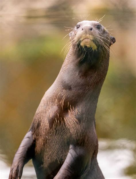Rare Otter Arrives At Uk Zoo After 1000 Mile Journey To Help Save