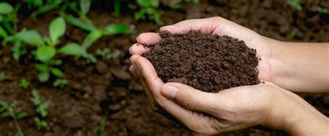 Soil Additives And Conditioners Maximizing Crop Production