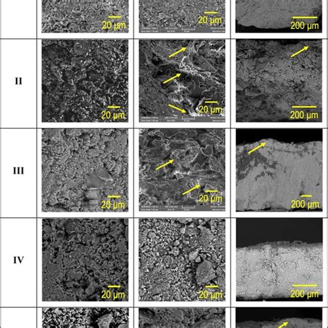 Schematic Illustration Of The Parts Of The Avian Eggshell Download