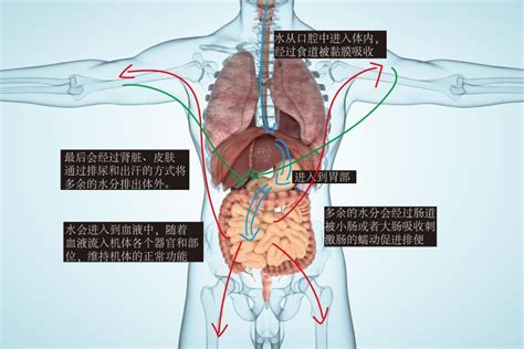 人体水代谢图流程