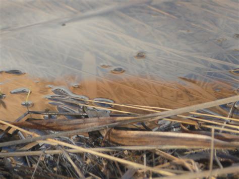 Artificial Intelligence In The Wetlands Okanagan Okanogan