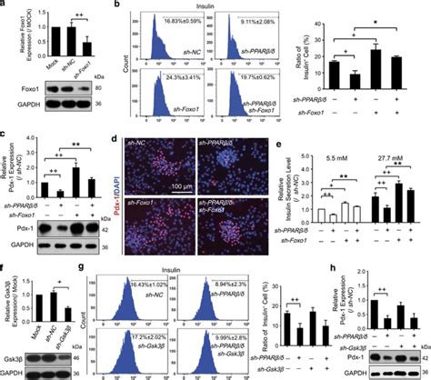 Peroxisome Proliferator Activated Receptorβ δ Activation Is Essential For Modulating P Foxo1