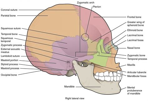 Parietal Bone Skull Anatomy Anatomy Bones Human Bones Anatomy