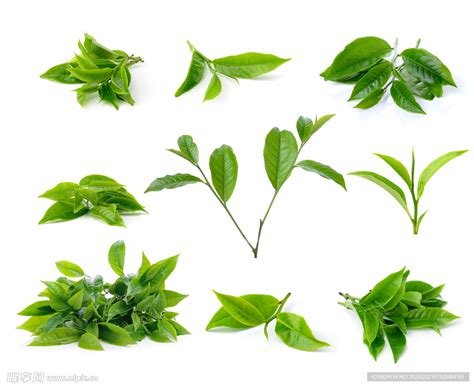 茶叶 摄影图 生活素材 生活百科 摄影图库 昵图网