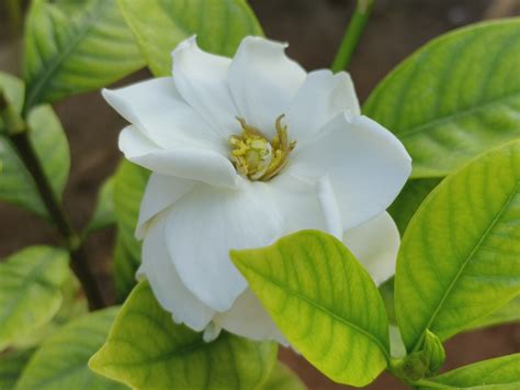 Iqoo Neo Review Worthy Gaming Phone Successor To Neo