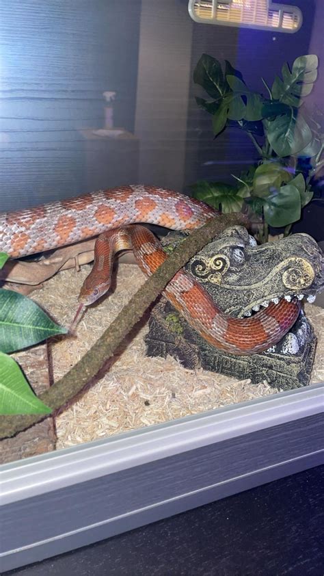 Cornsnake Gender Rsnakes