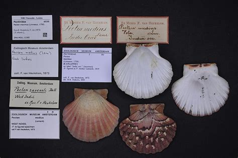 Pecten — Wikipédia