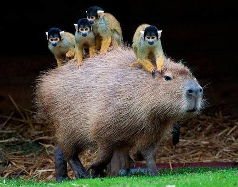 Capybara And Friends Wildlife Pinterest