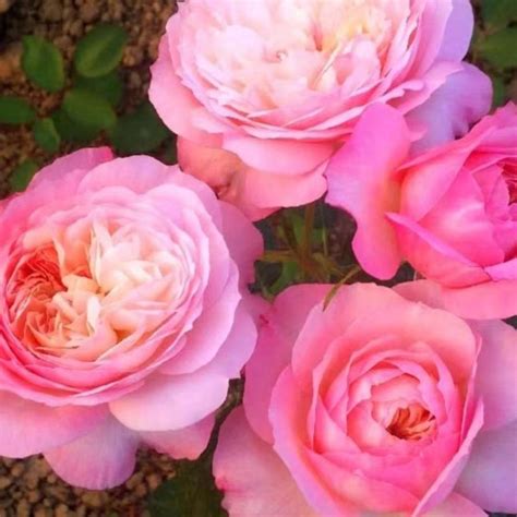 Constance Rose Love Rose