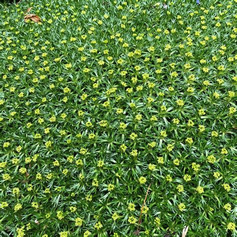 Azorella Trifurcata Tailored Botanical