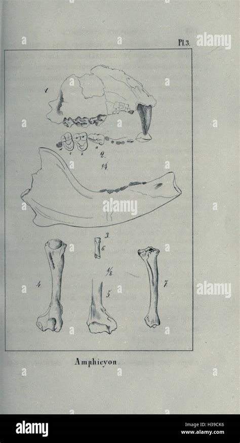 A Fundamental Work On Paleontology Outlining The Principles Of The Science Fossil