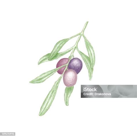 녹색 잎과 세 개의 잘 익은 보라색 올리브가있는 올리브 나무 가지의 손으로 그린 그림 식물 색상 스케치 건강한 식생활에 대한 스톡 벡터 아트 및 기타 이미지 Istock