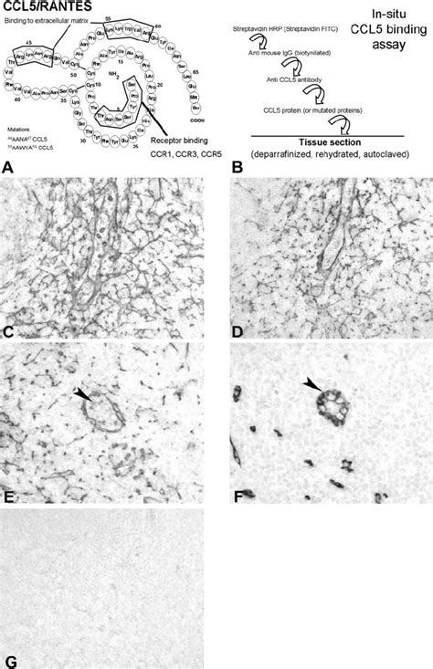 Scheme Of The Binding Assay And Ccl5 Binding To Lymphatic Tissue A