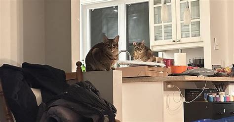 I Feel Watched… What Are They Plotting Album On Imgur