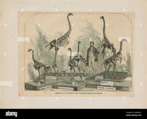 Moa Dinornis Moas Größe Iahpb