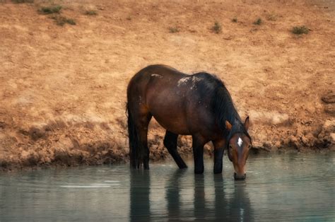 Wild Horses - Lynne Pomeranz