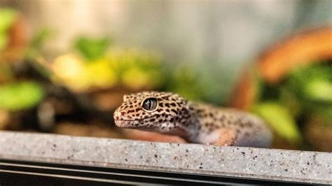Leopard Gecko Cute