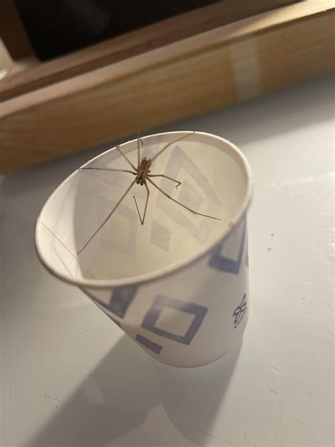 Arizona Brown Recluse Rspiders