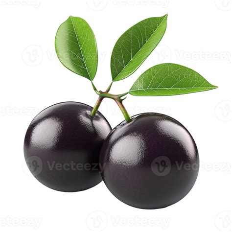 Two Dark Purple Fruits With Green Leaves And A Stem Are Shown 58218493 Png