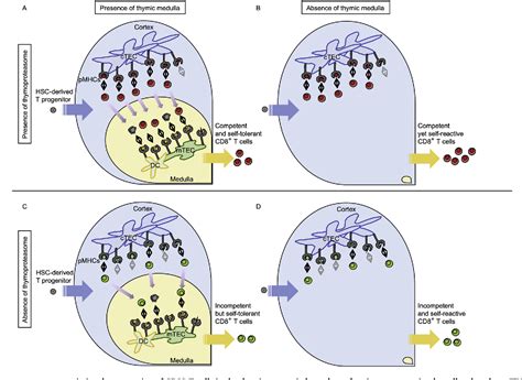 Figure 1 From Peptides For T Cell Selection In The Thymus Semantic Scholar