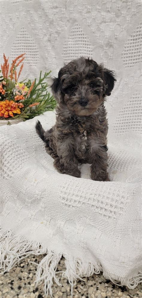 Teddy Cockapoo Puppy For Sale In East Earl Pa Lancaster Puppies