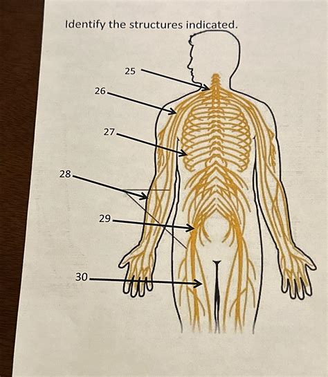 Solved Identify the structures indicated. | Chegg.com