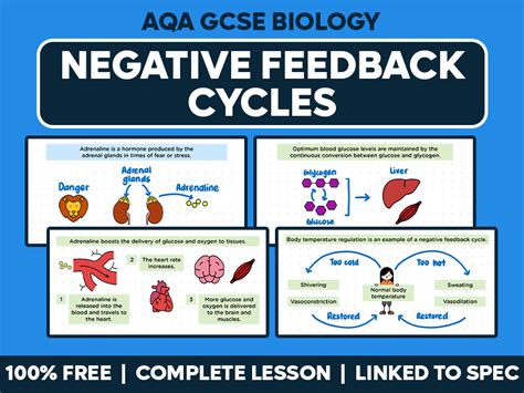 Gcse Aqa Biology Complete Lesson Negative Feedback Cycles Teaching
