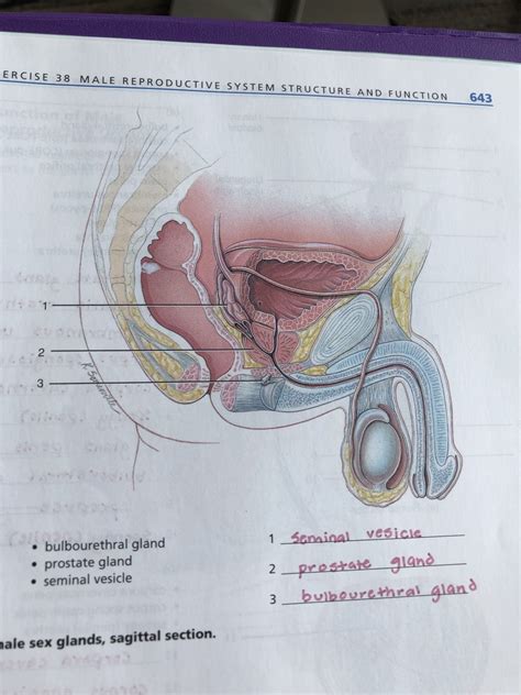 Figure 386 Accessory Male Sex Glands Diagram Quizlet